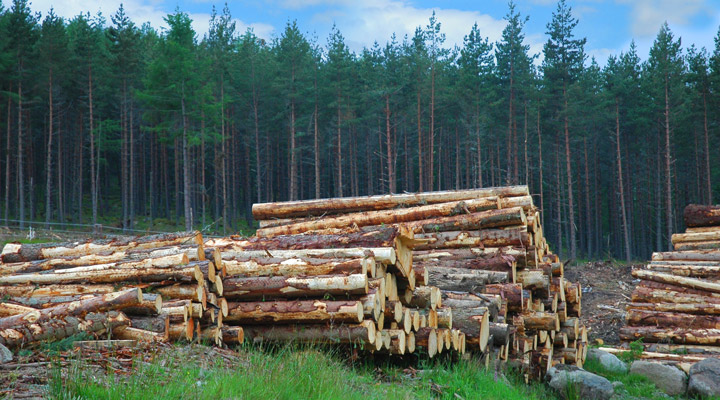 Responsible, Sustainable Forestry is Necessary for Our Future